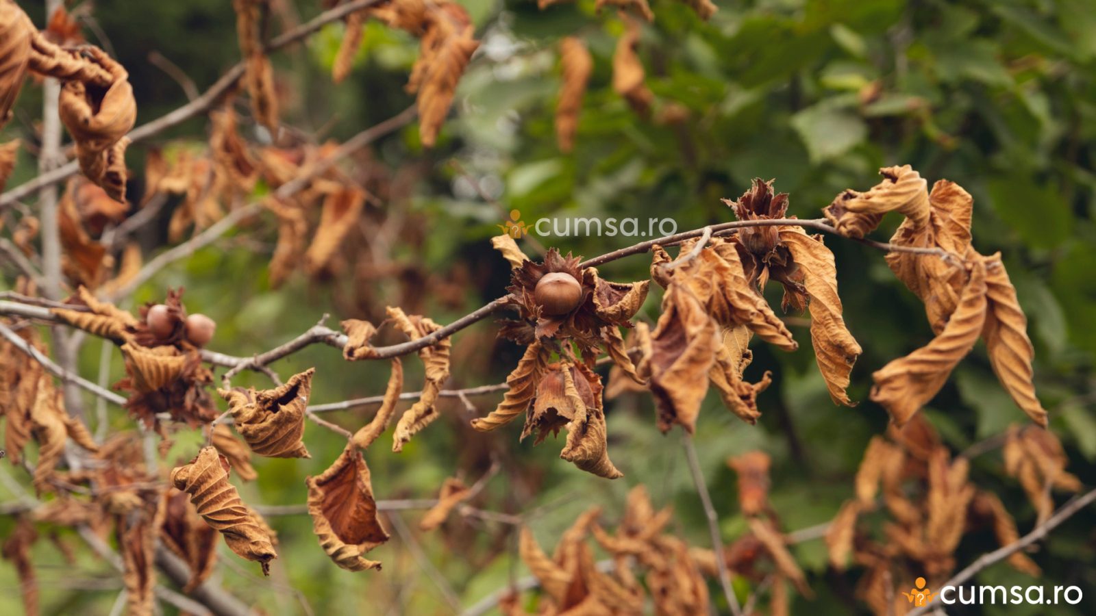 Cum sa combati monilioza alunului si ce tratamente trebuie aplicate ...