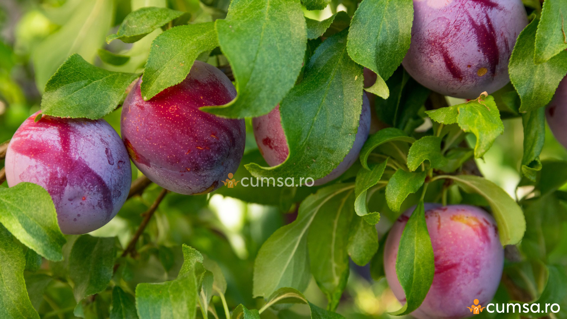 Tratament paduchi prun. Cum sa combati, metode de preventie, semne ale ...
