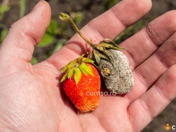 Patarea alba la capsuni. Cum sa combati, schema de tratamente - cumsa.ro
