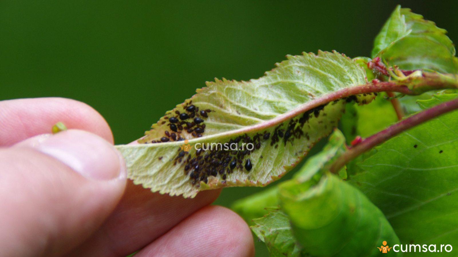 Tratament paduchi prun. Cum sa combati, metode de preventie, semne ale ...