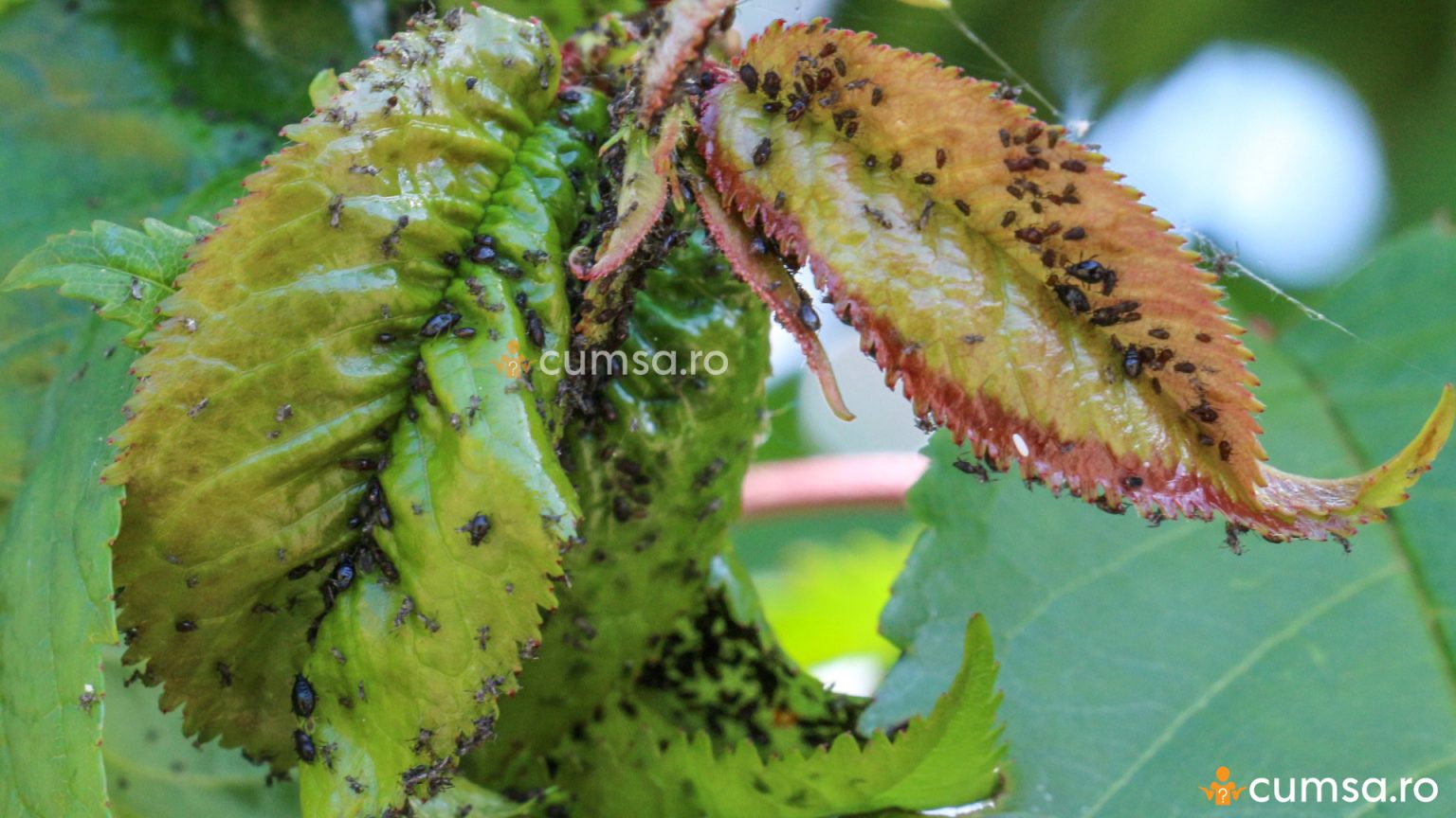 Tratament paduchi prun. Cum sa combati, metode de preventie, semne ale ...