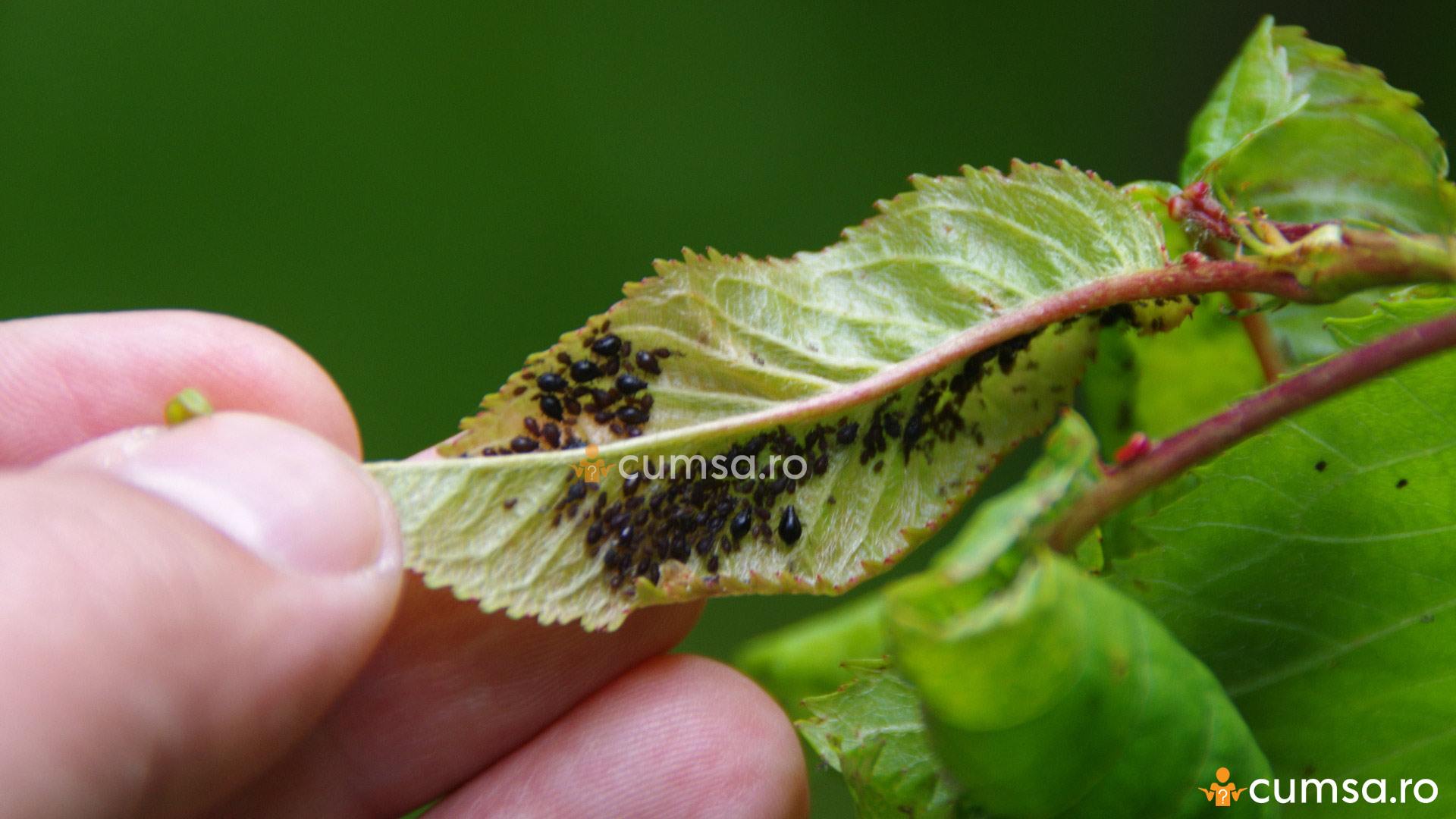 Tratament paduchi prun. Cum sa combati, metode de preventie, semne ale ...