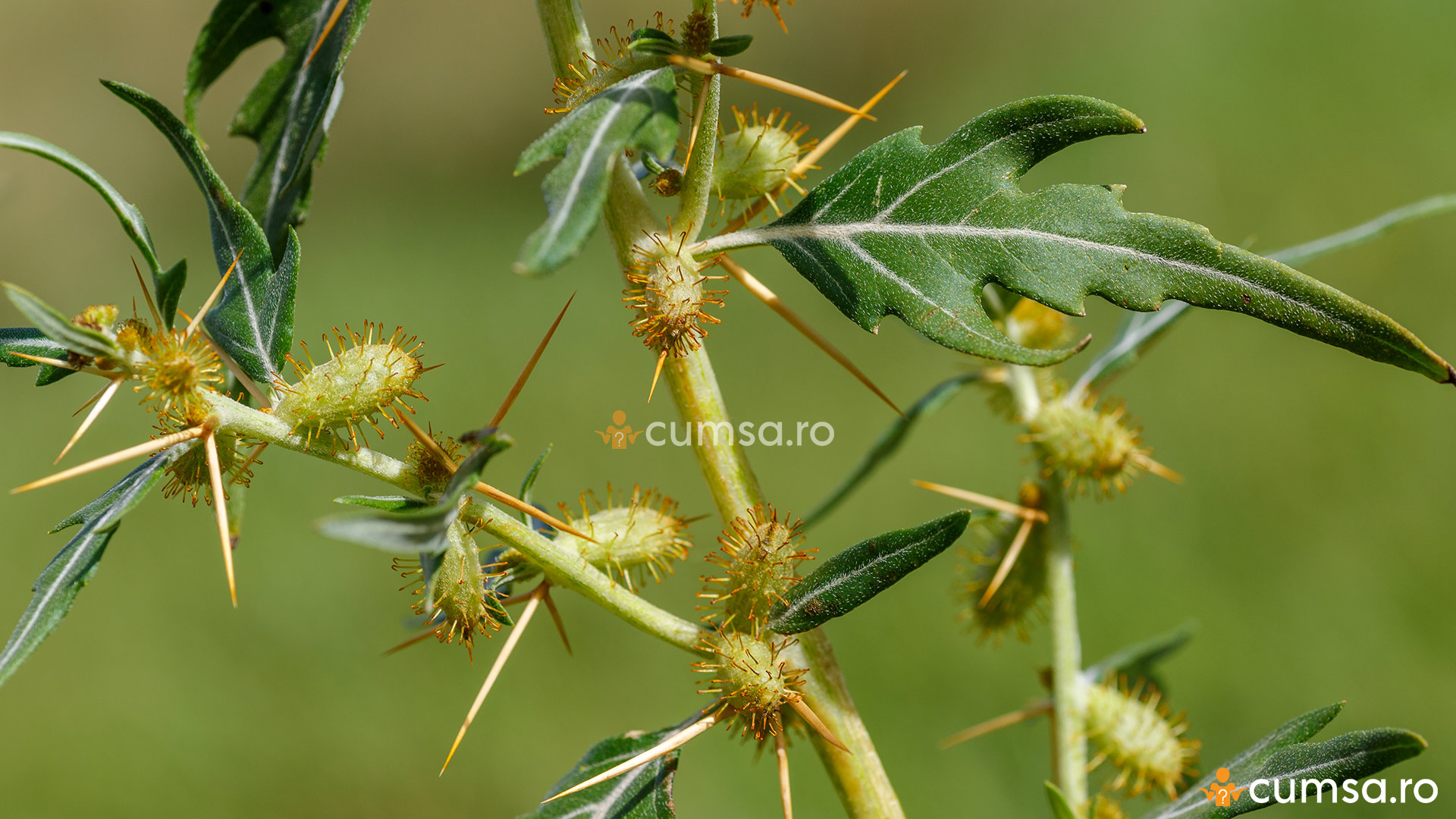 Cum sa folosesti ghimpele. Beneficii, proprietati, utilizare si ...