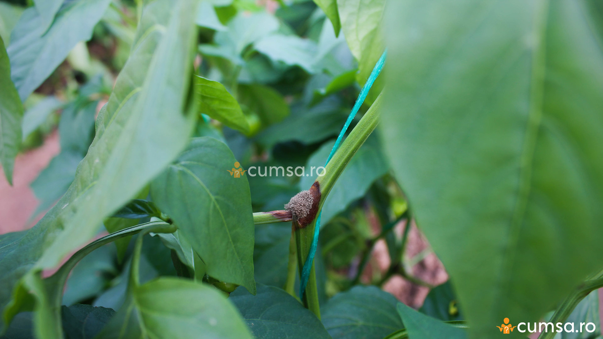 Cum sa combati putregaiul cenusiu la ardei si ce tratamente trebuie sa ...