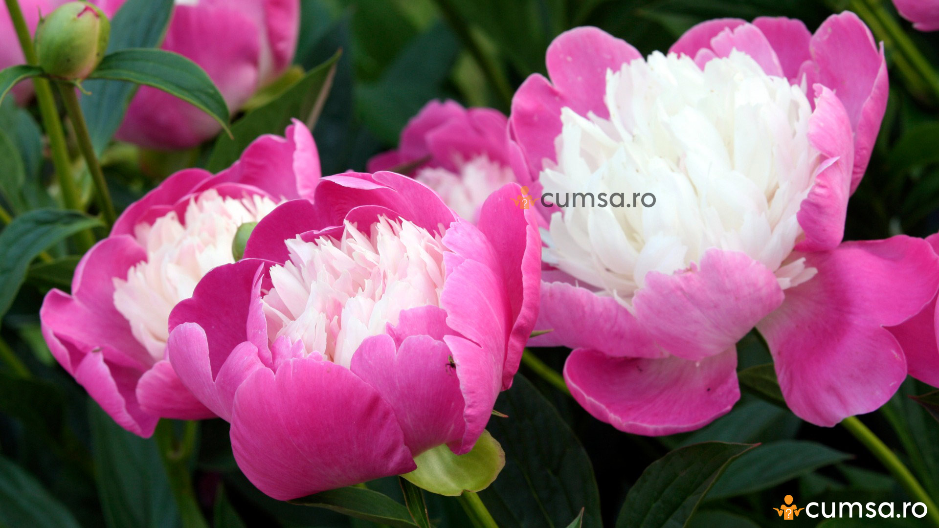 Cum sa ingrijesti bujorii dupa inflorire. Sfaturi utile - cumsa.ro