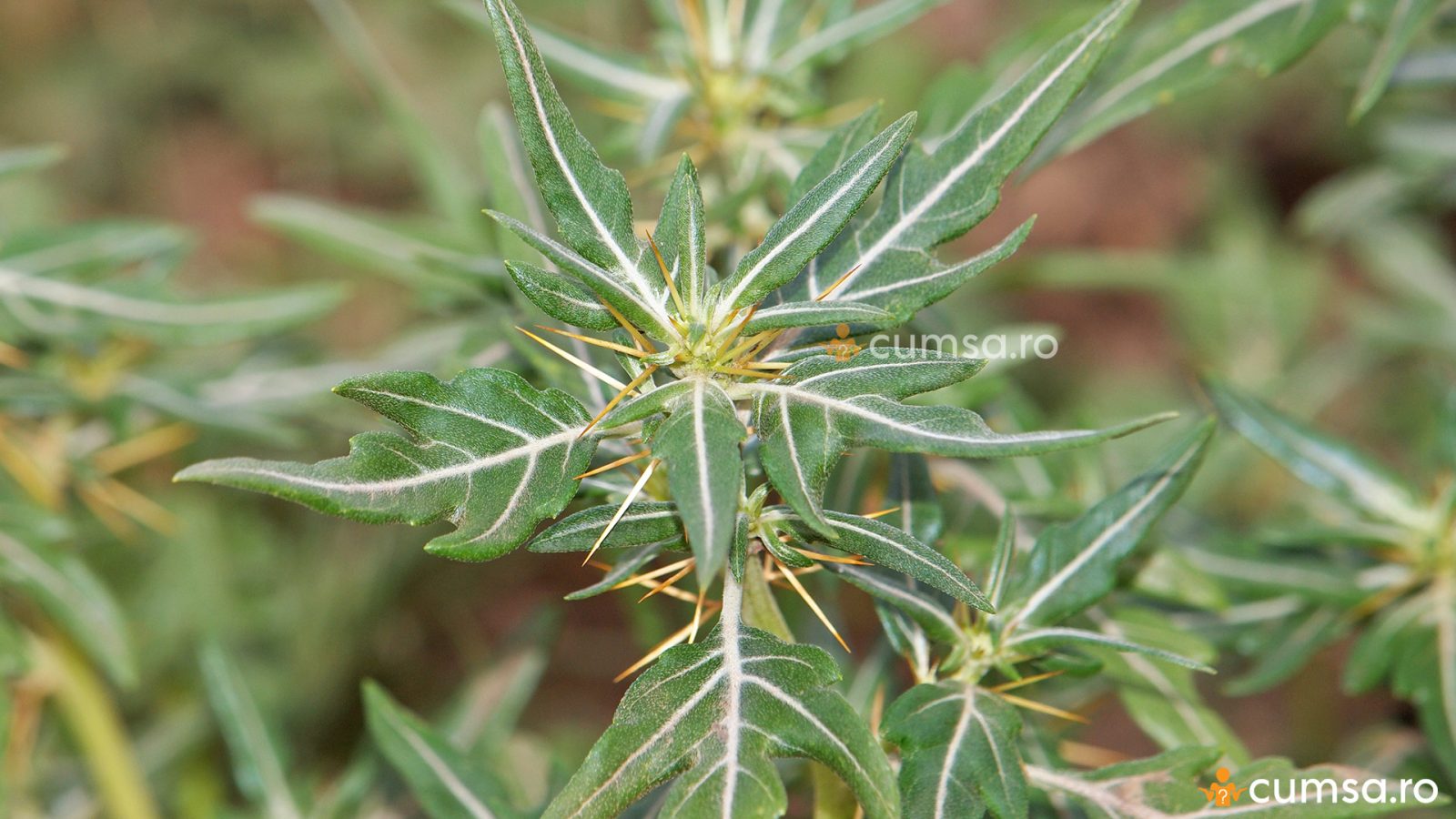 Cum sa folosesti ghimpele. Beneficii, proprietati, utilizare si ...