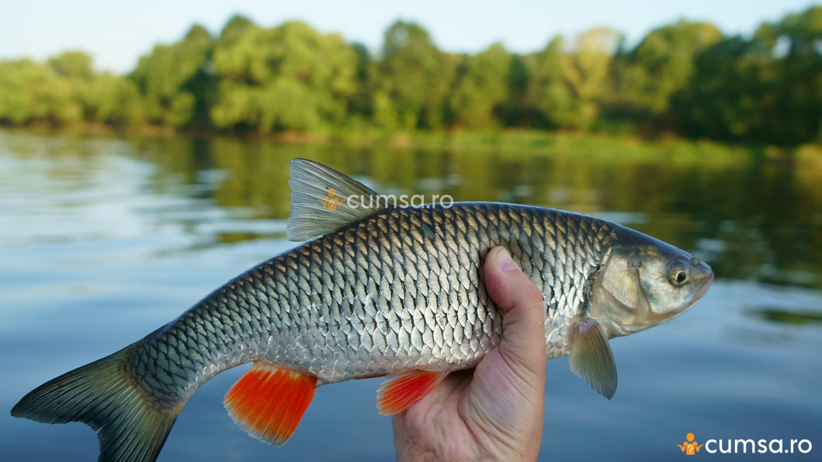 Pescuit la clean. Cum sa prinzi acest peste si unde poate fi gasit ...