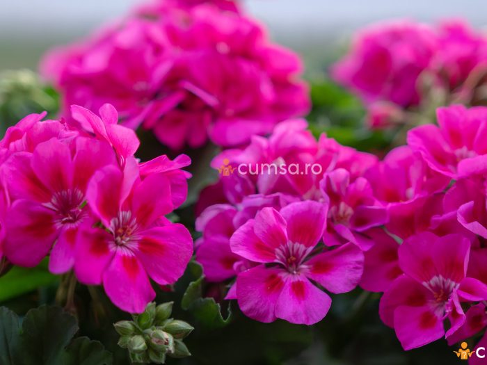 Stimulare inflorire muscate. Cum sa provoci inflorirea abundenta - cumsa.ro