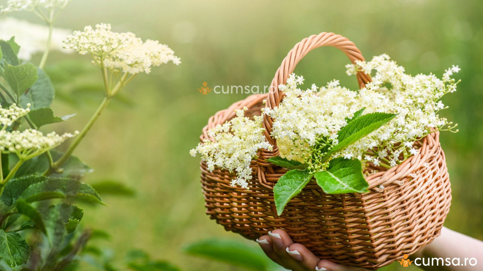Cum sa folosesti florile de soc. Beneficii, proprietati, utilizare si ...
