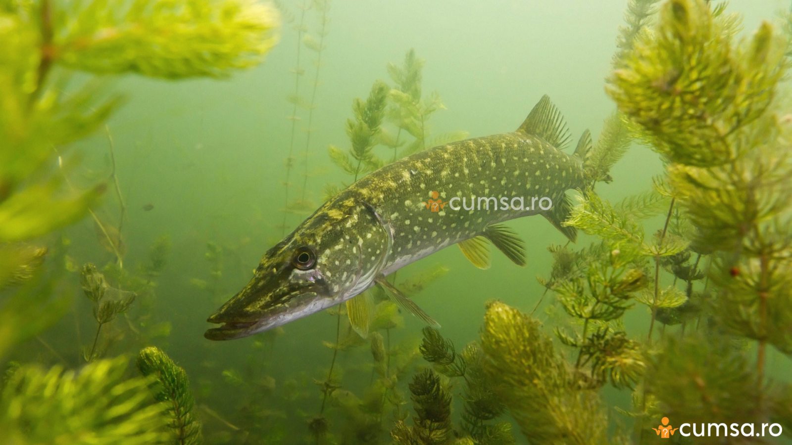 Pescuit la stiuca. Cum sa il practici si ce momeala sa folosesti - cumsa.ro