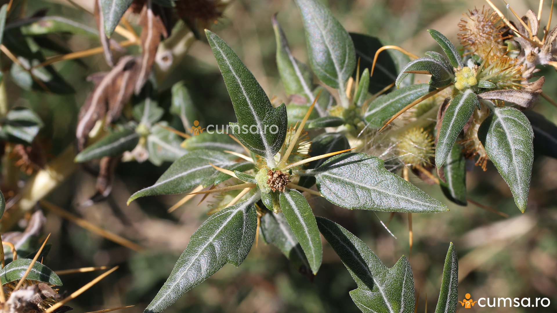 Cum sa folosesti ghimpele. Beneficii, proprietati, utilizare si ...