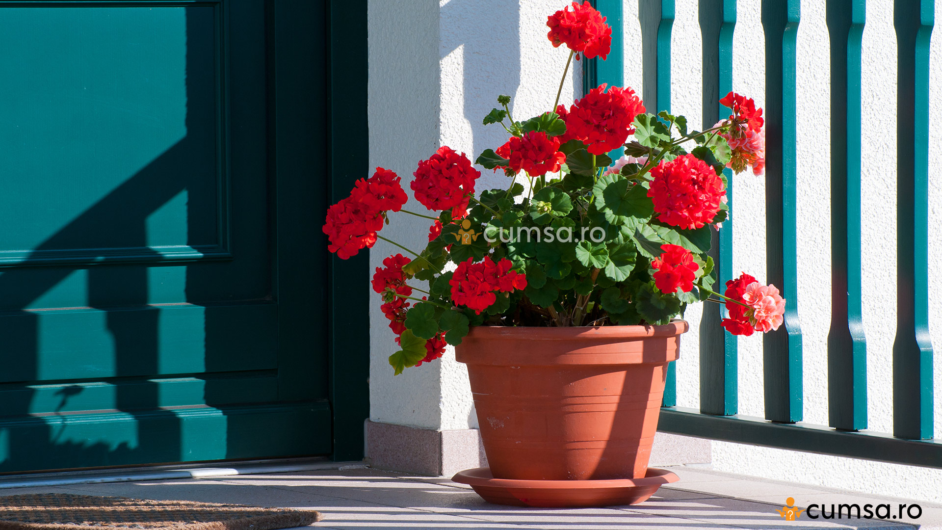 Cum sa ai muscate inflorite pentru mult timp. Cel mai bun loc pentru ...