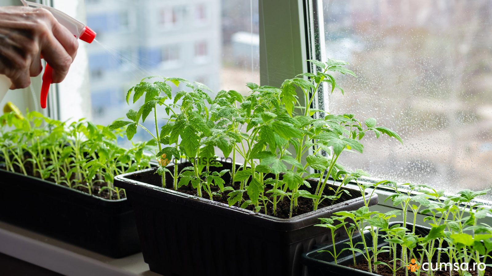 Cum sa faci ingrasaminte naturale pentru rosii. Cele mai bune retete ...