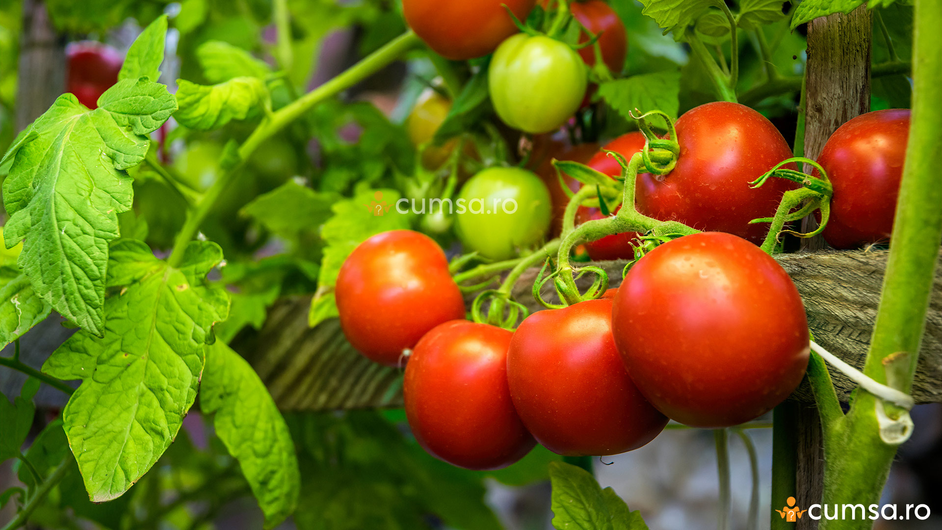 Cum sa faci ingrasaminte naturale pentru rosii. Cele mai bune retete ...
