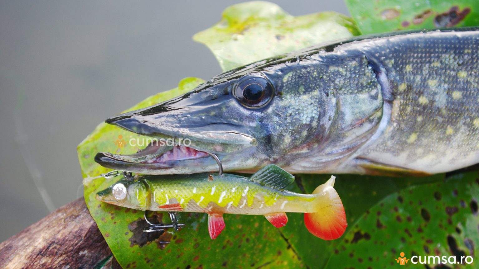 Pescuit la stiuca. Cum sa il practici si ce momeala sa folosesti - cumsa.ro