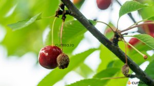 Monilioza la cires. Cum sa combati boala, ce tratamente trebuie ...