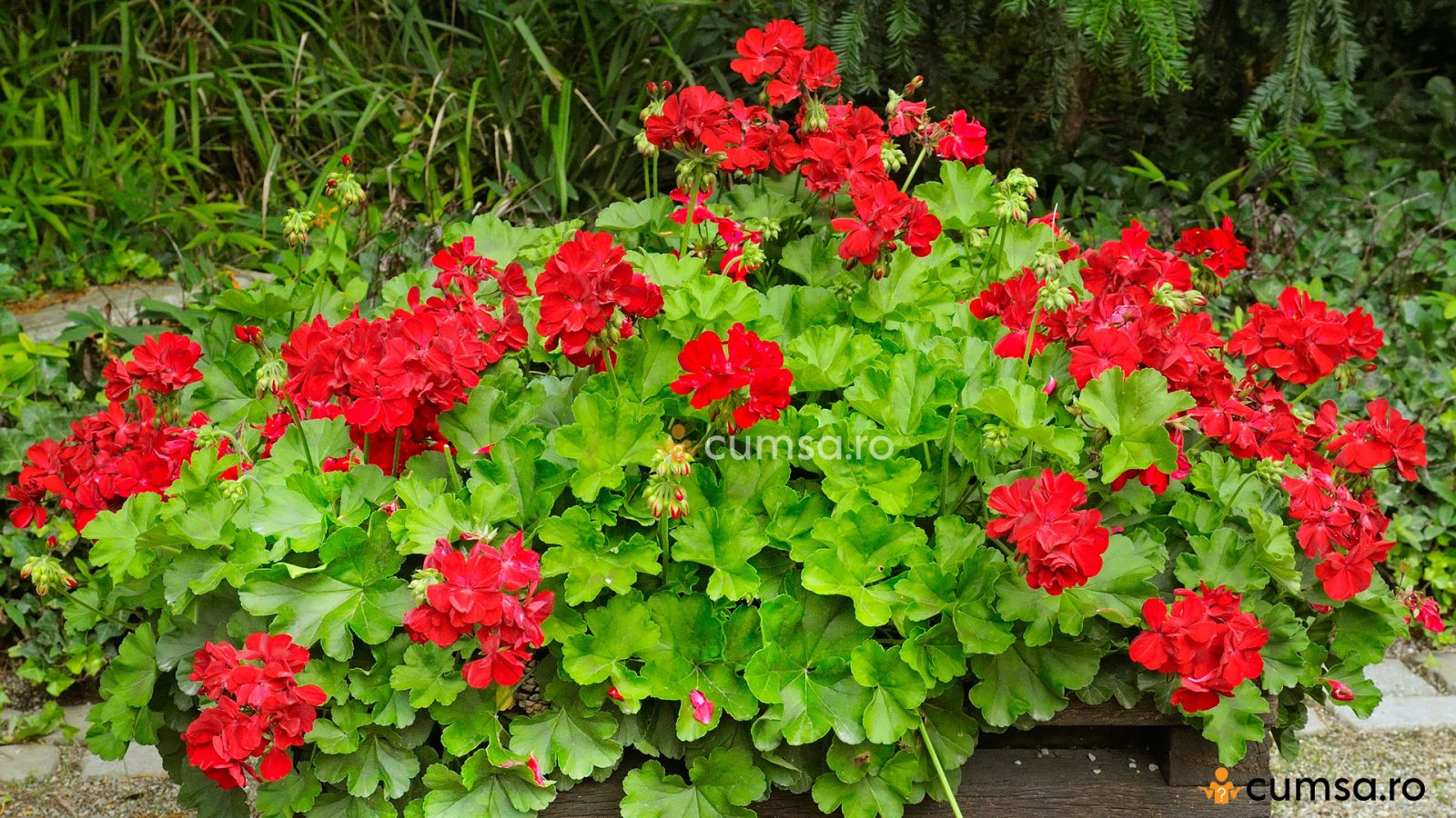 Cum sa ai muscate inflorite pentru mult timp. Cel mai bun loc pentru ...