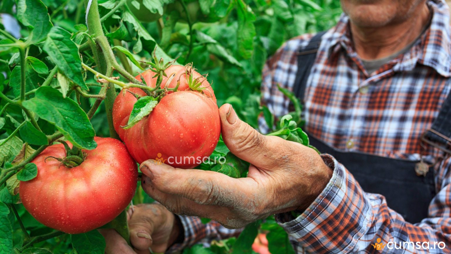 Cultivarea tomatelor. Cum sa le ingrijesti in functie de calendarul ...
