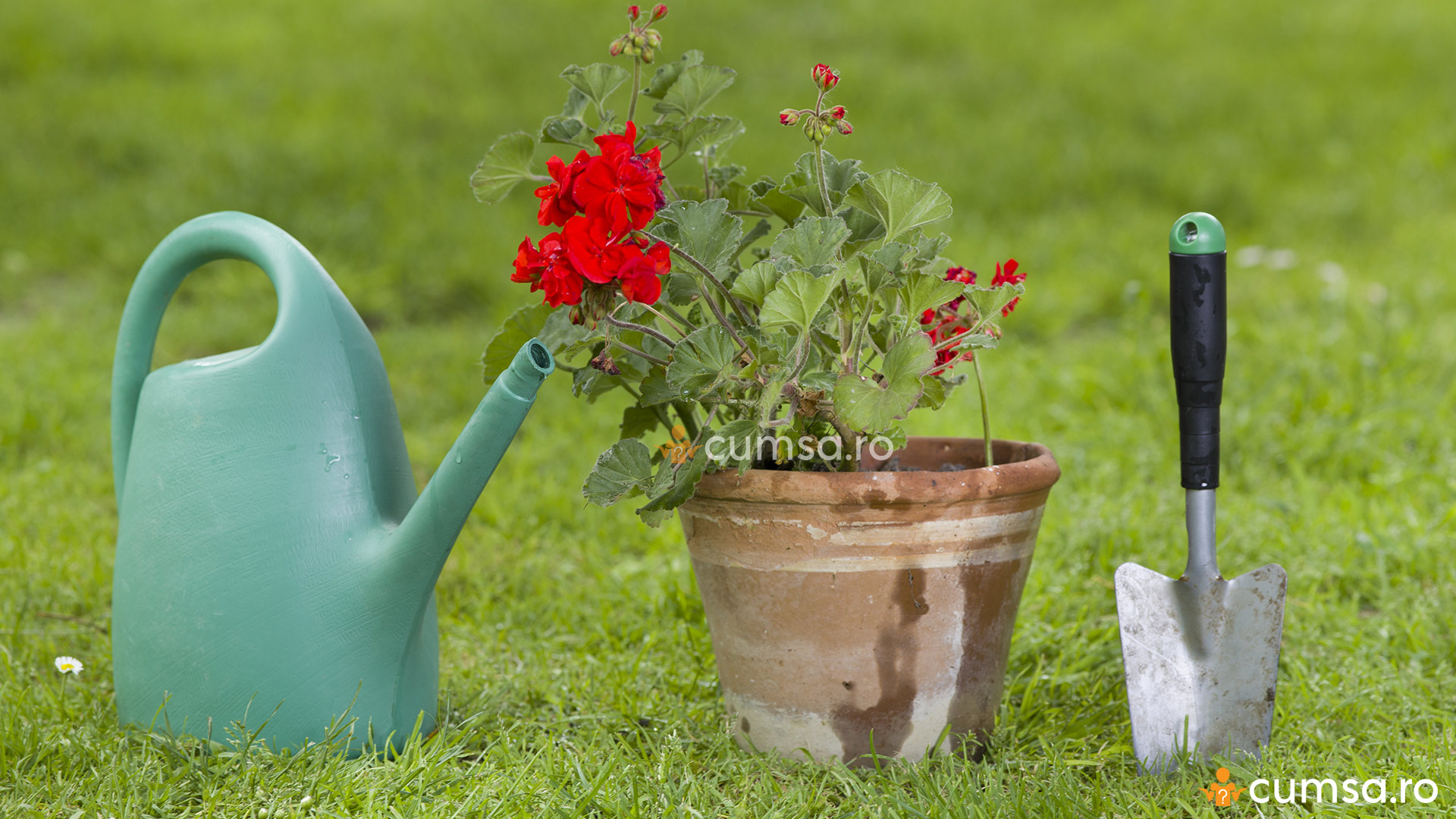 Cum sa ai muscate inflorite pentru mult timp. Cel mai bun loc pentru ...