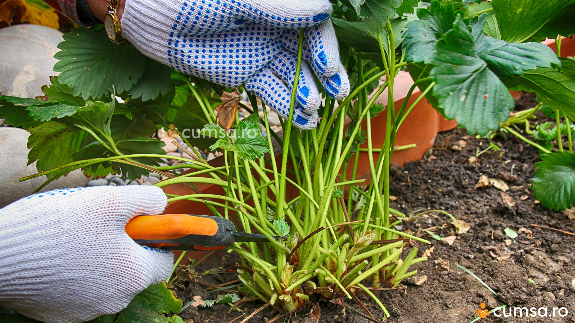 Cum sa faci cosirea capsunului dupa recoltare. Etape - cumsa.ro