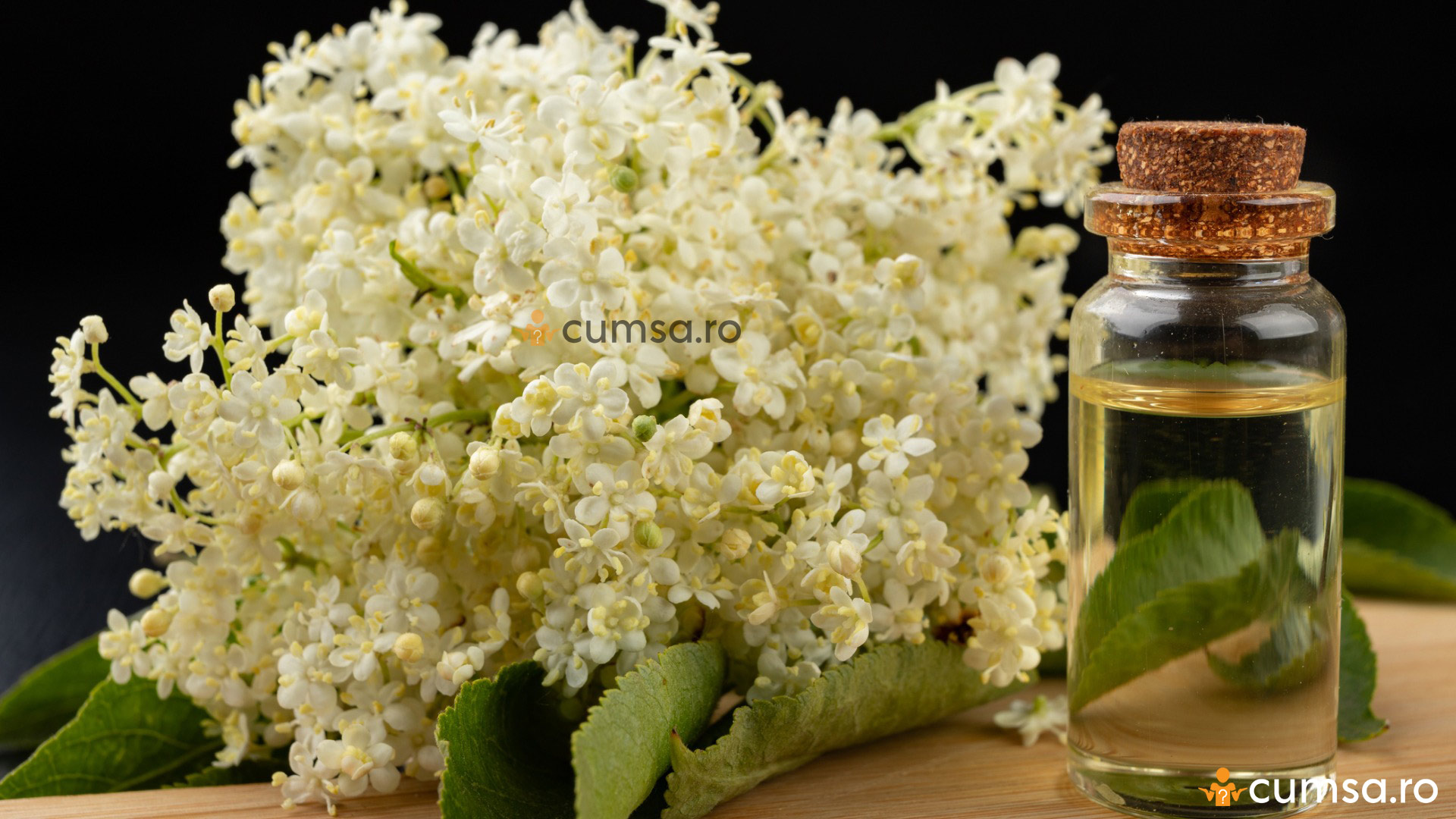 Cum sa folosesti florile de soc. Beneficii, proprietati, utilizare si ...