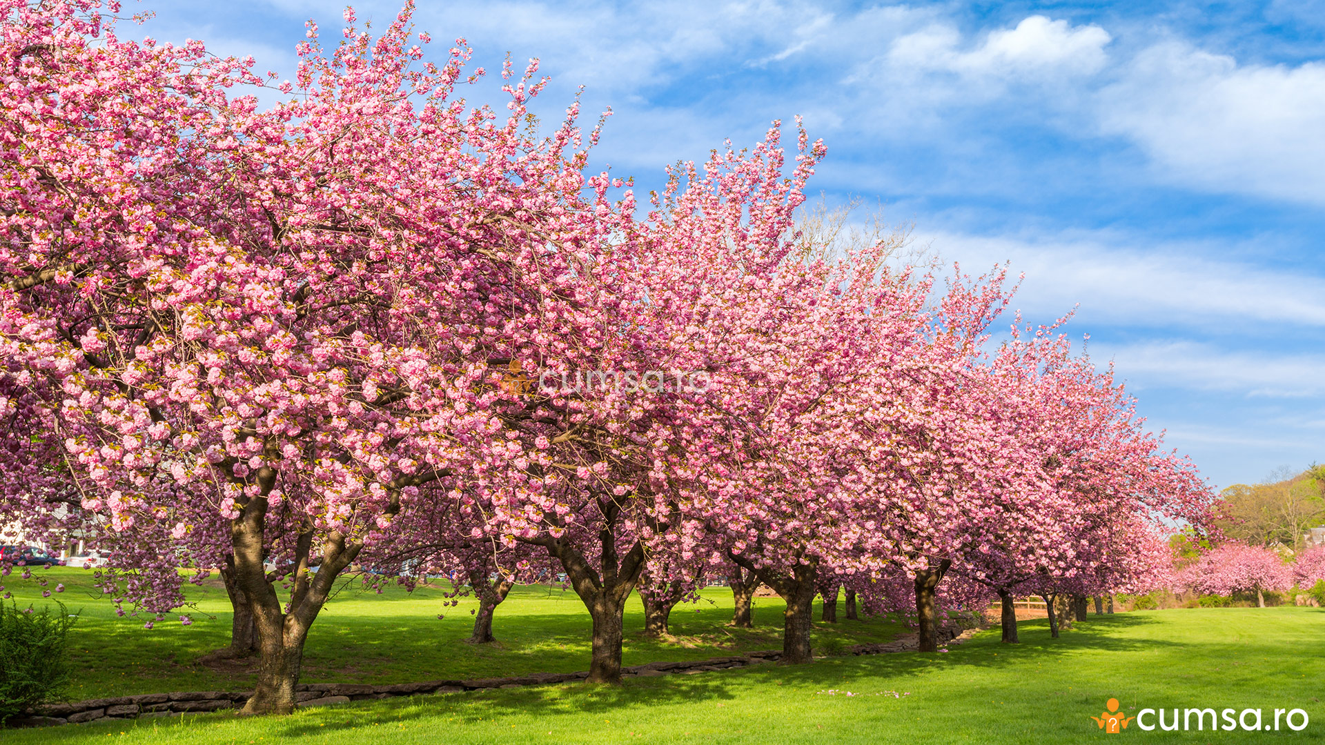 Ingrasamant pentru ciresi. Cum sa ii fertilizezi in functie de varsta ...