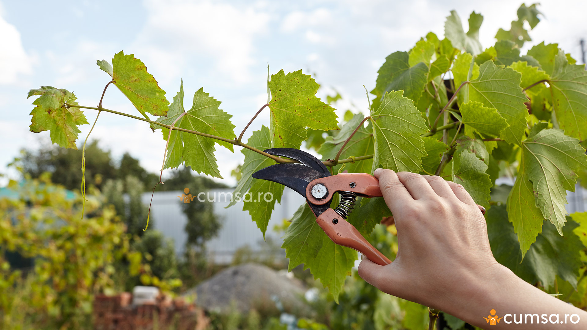 Cum sa efectuezi corect ciupitura lastarilor vitei de vie - cumsa.ro