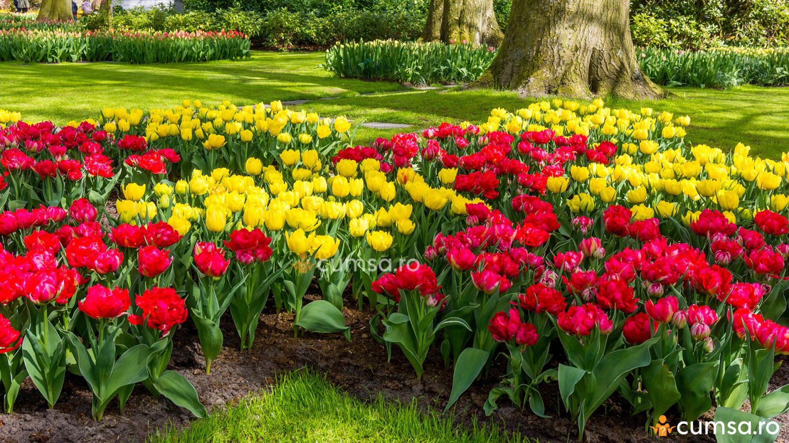 Cum sa amenajezi gradina cu flori in cativa pasi simpli - cumsa.ro