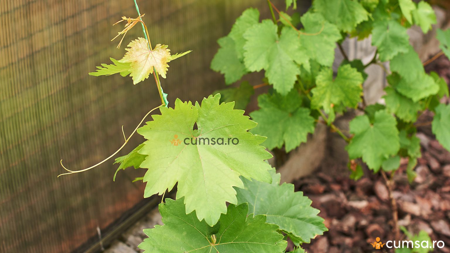 Cum sa efectuezi corect ciupitura lastarilor vitei de vie - cumsa.ro