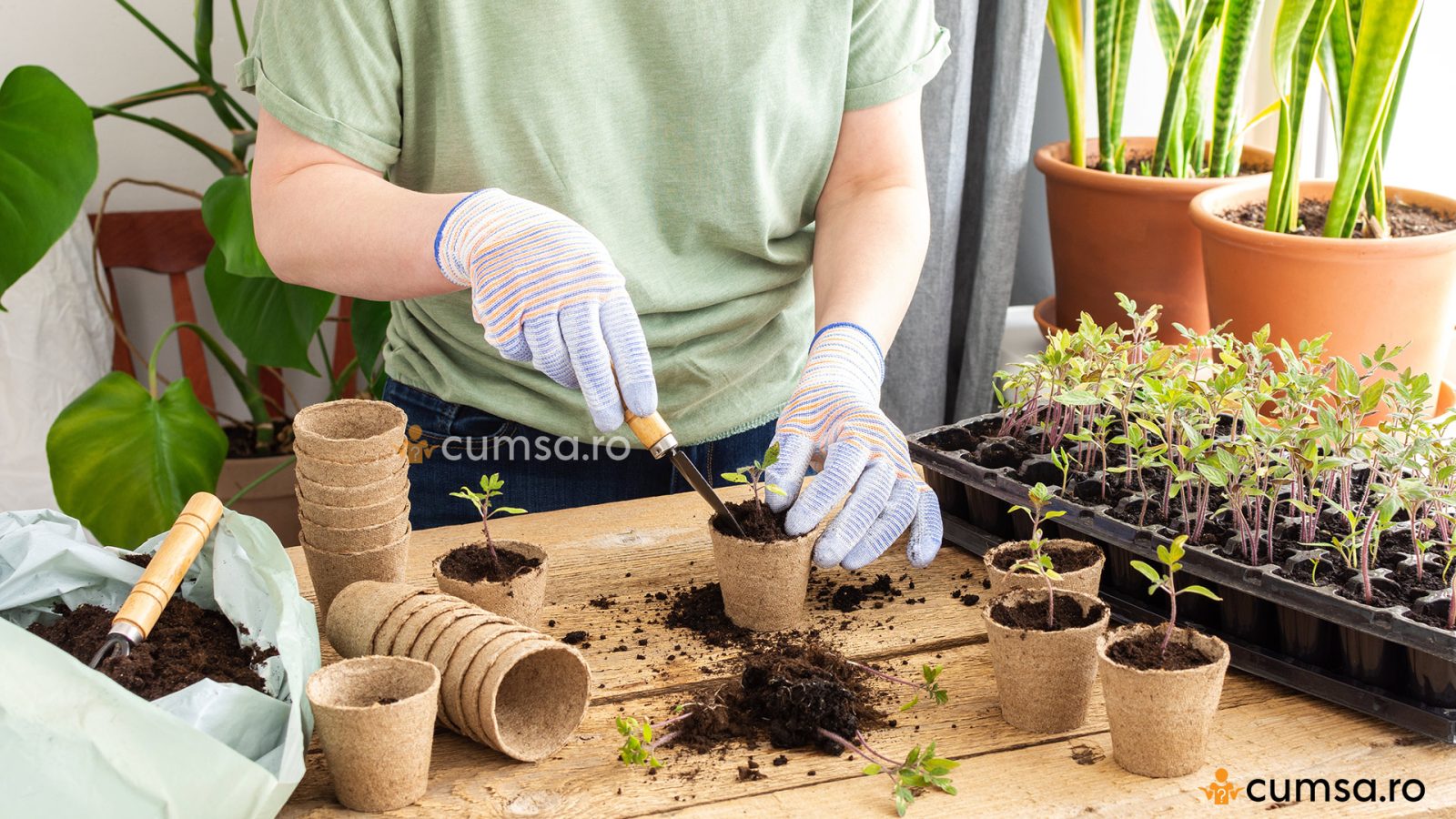 Cum sa cultivi rosii in ghivece, la bloc sau casa. Reguli de urmat ...