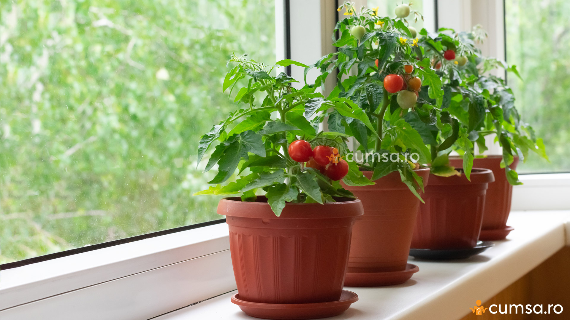 Cum sa cultivi rosii in ghivece, la bloc sau casa. Reguli de urmat ...