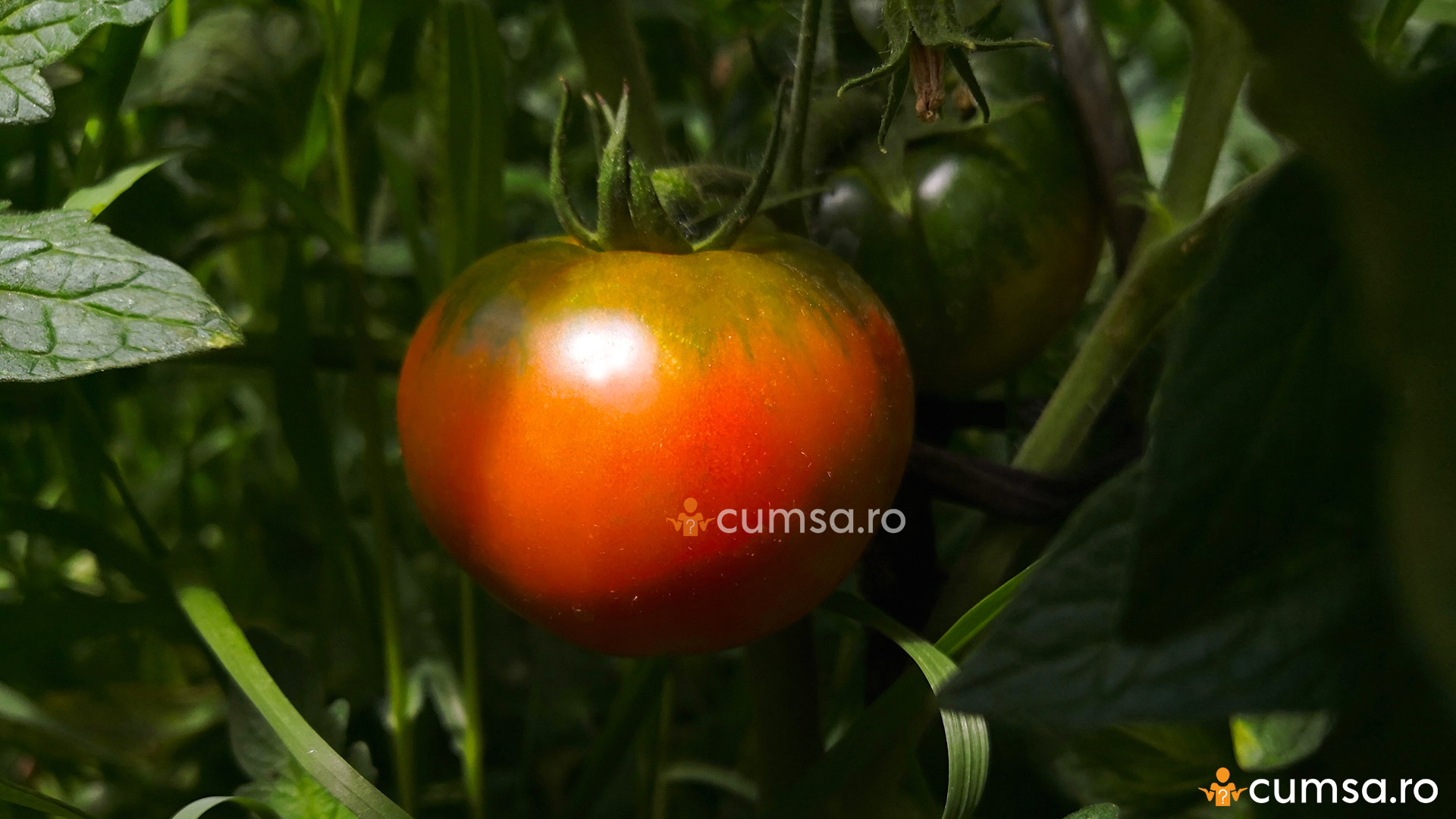 Roșii coapte neuniform. Află cum să eviți acest lucru - AgroTV