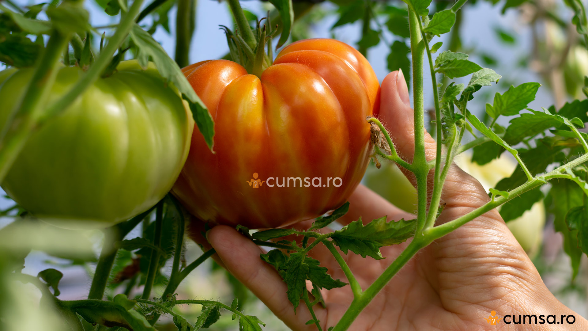 Rosii coapte neuniform. Cum sa eviti acest lucru, cauze - cumsa.ro