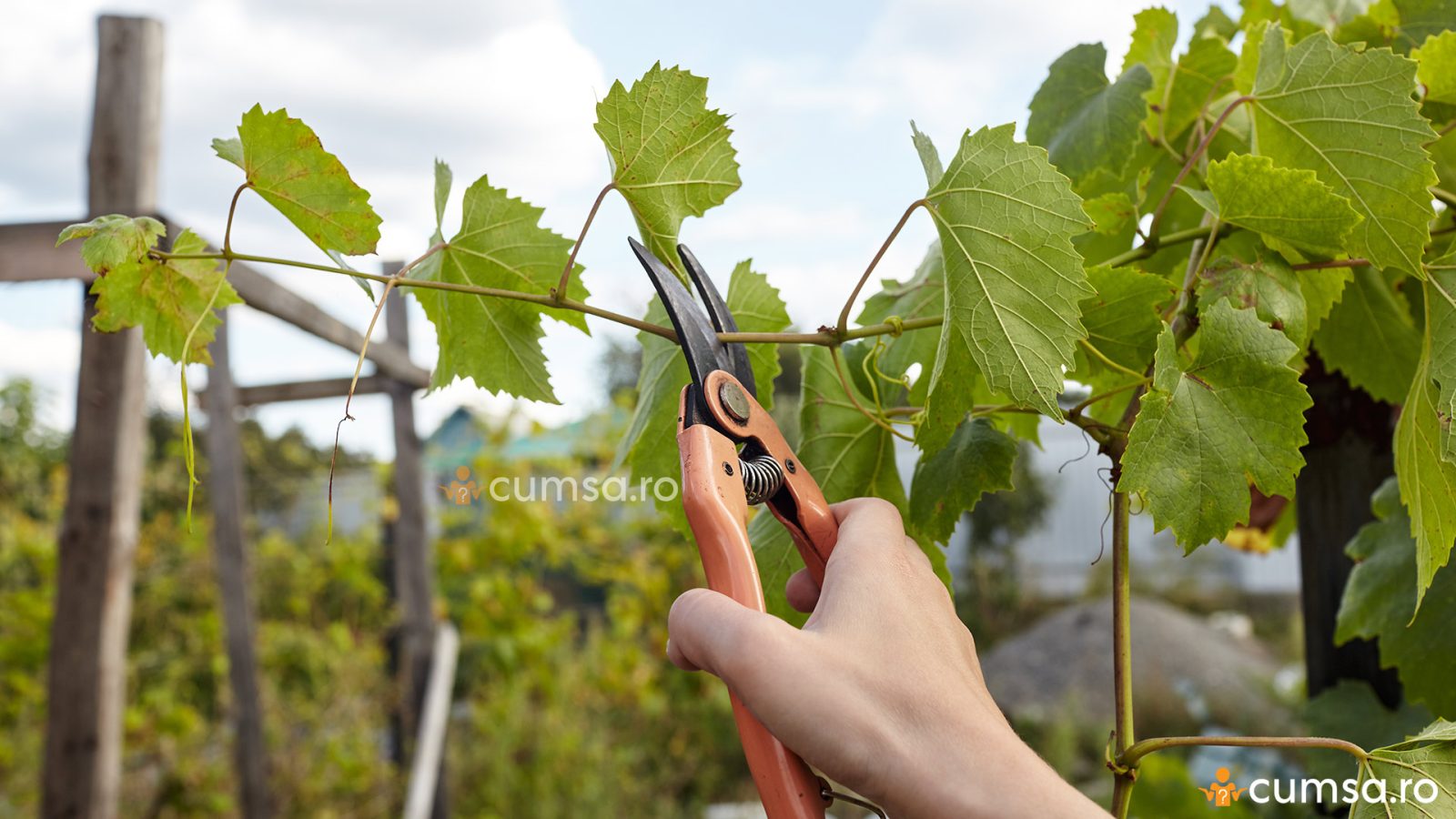 Cum sa efectuezi corect ciupitura lastarilor vitei de vie - cumsa.ro