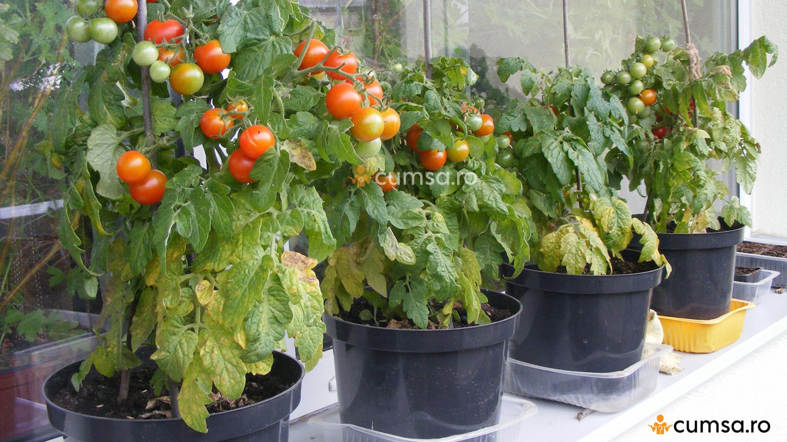 Cum sa cultivi rosii in ghivece, la bloc sau casa. Reguli de urmat ...