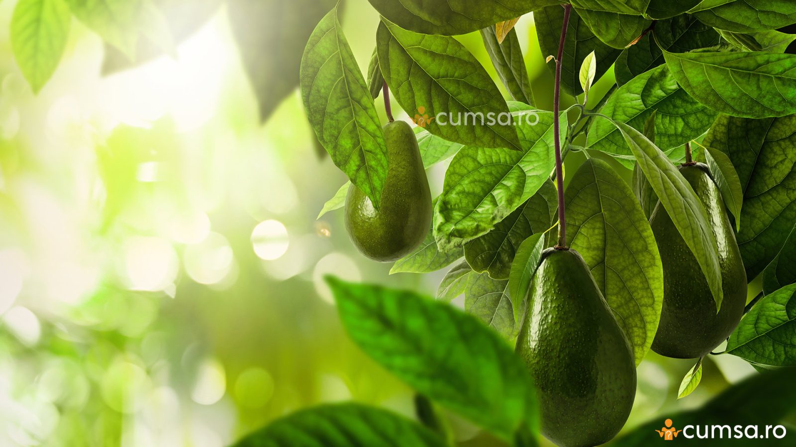 Cum sa utilizezi cojile de avocado si ce poti face cu ele - cumsa.ro