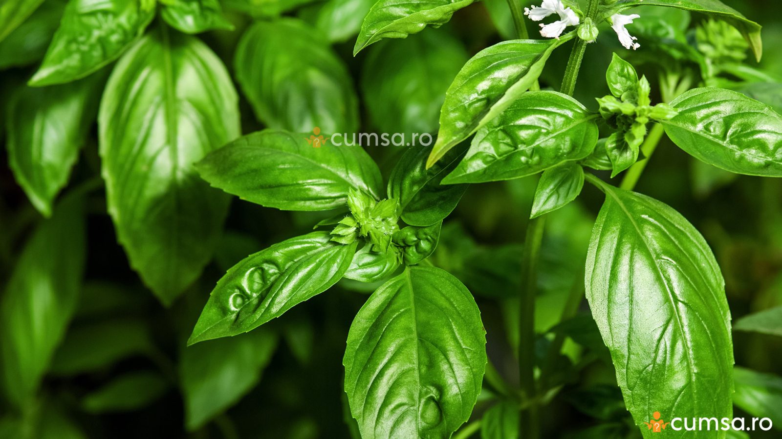 Cum sa tai busuiocul astfel incat planta sa creasca in continuare ...