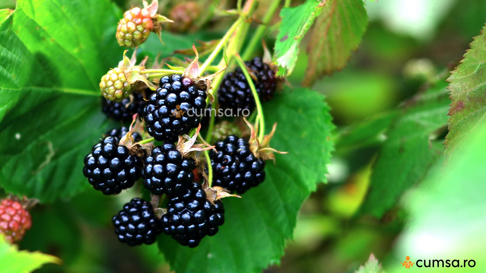 Cum sa folosesti murul. Beneficii, proprietati, utilizare si ...