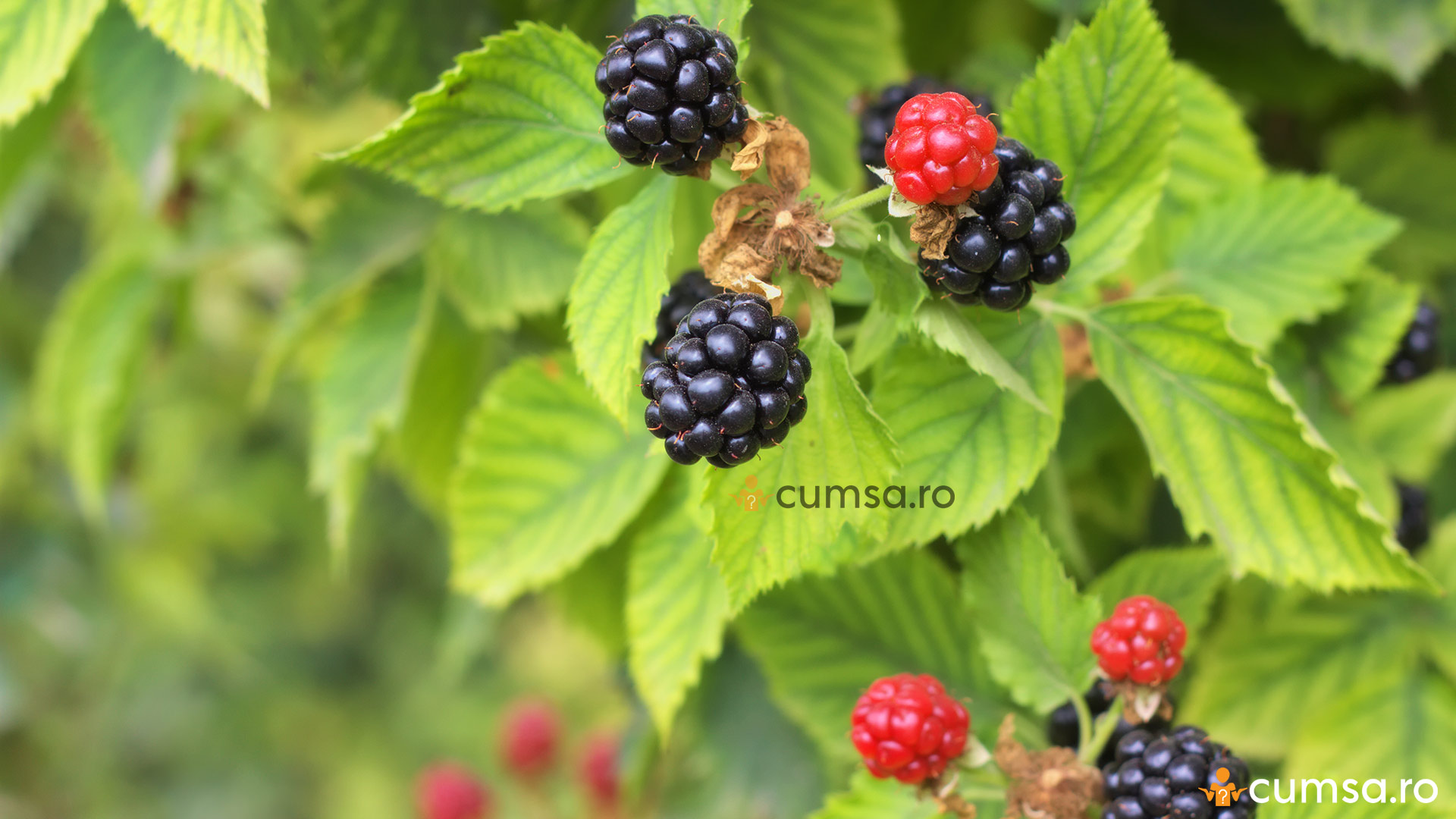 Cum sa folosesti murul. Beneficii, proprietati, utilizare si ...