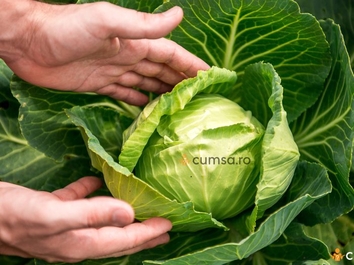 Cum sa folosesti podbalul. Proprietati, beneficii, utilizare si ...