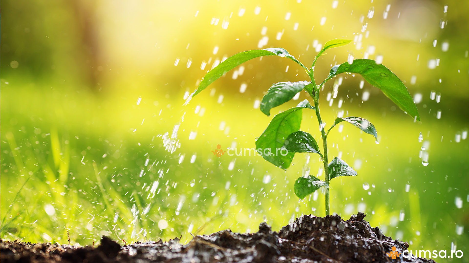 Cum sa pastrezi umiditatea in sol. In camp sau in gradina - cumsa.ro