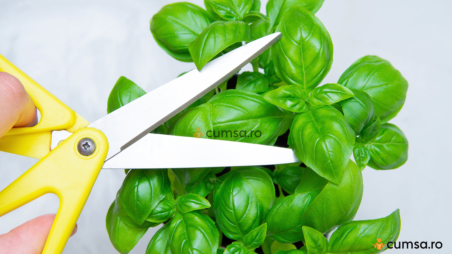 Cum sa tai busuiocul astfel incat planta sa creasca in continuare ...