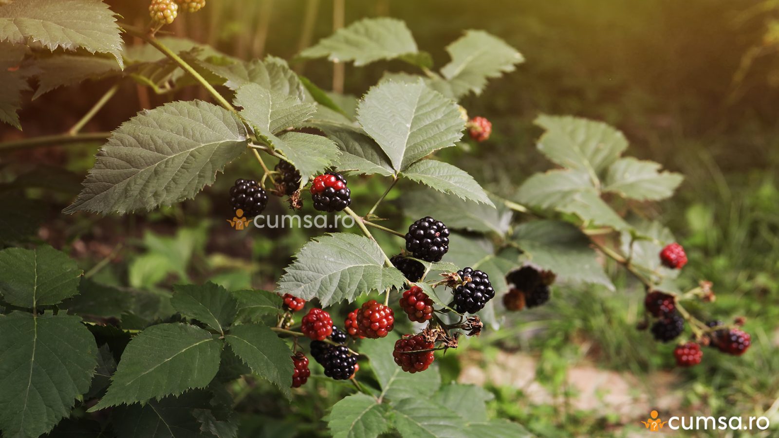 Cum sa folosesti murul. Beneficii, proprietati, utilizare si ...