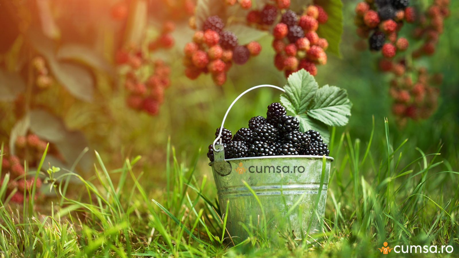 Cum sa folosesti murul. Beneficii, proprietati, utilizare si ...