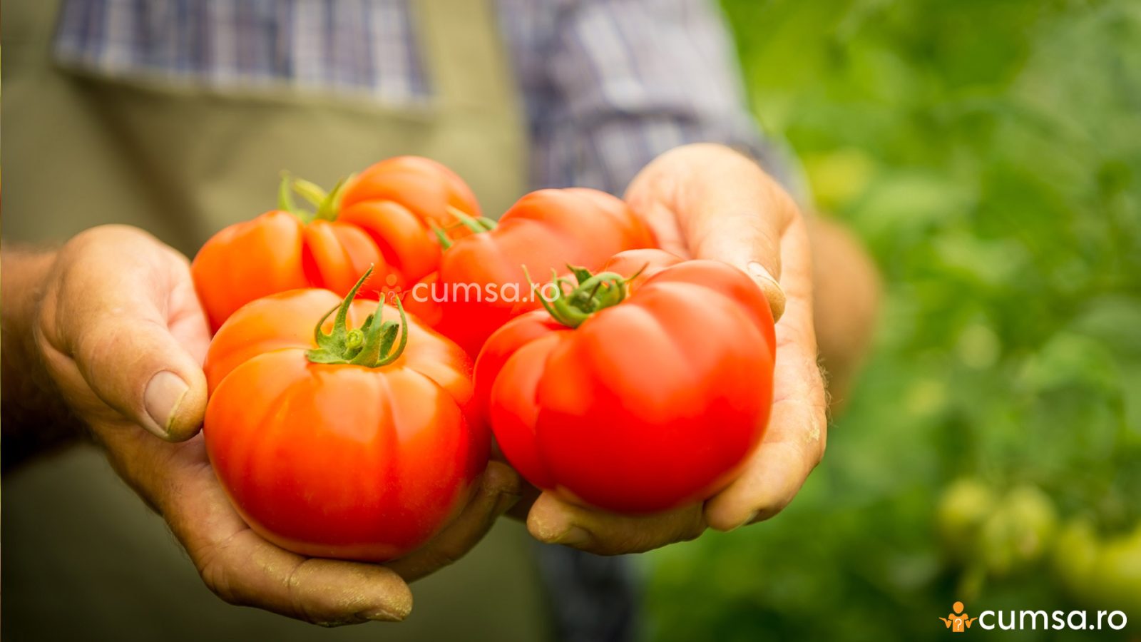 Cum sa obtii o productie de rosii mari si suculente. Care sunt ...