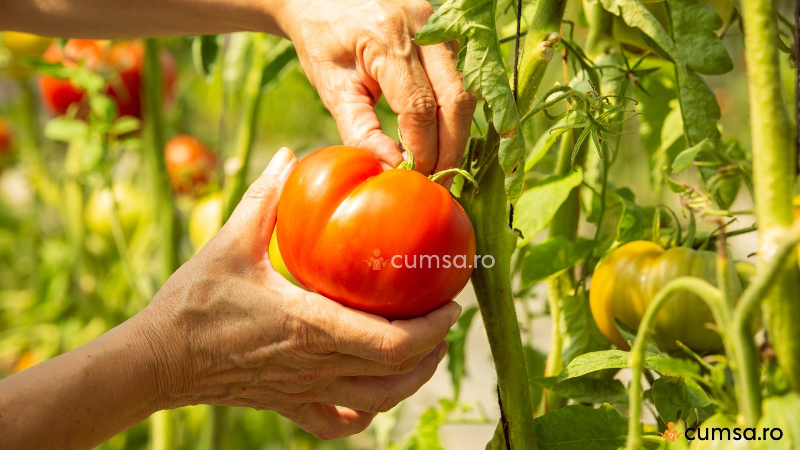 Cum sa obtii o productie de rosii mari si suculente. Care sunt ...