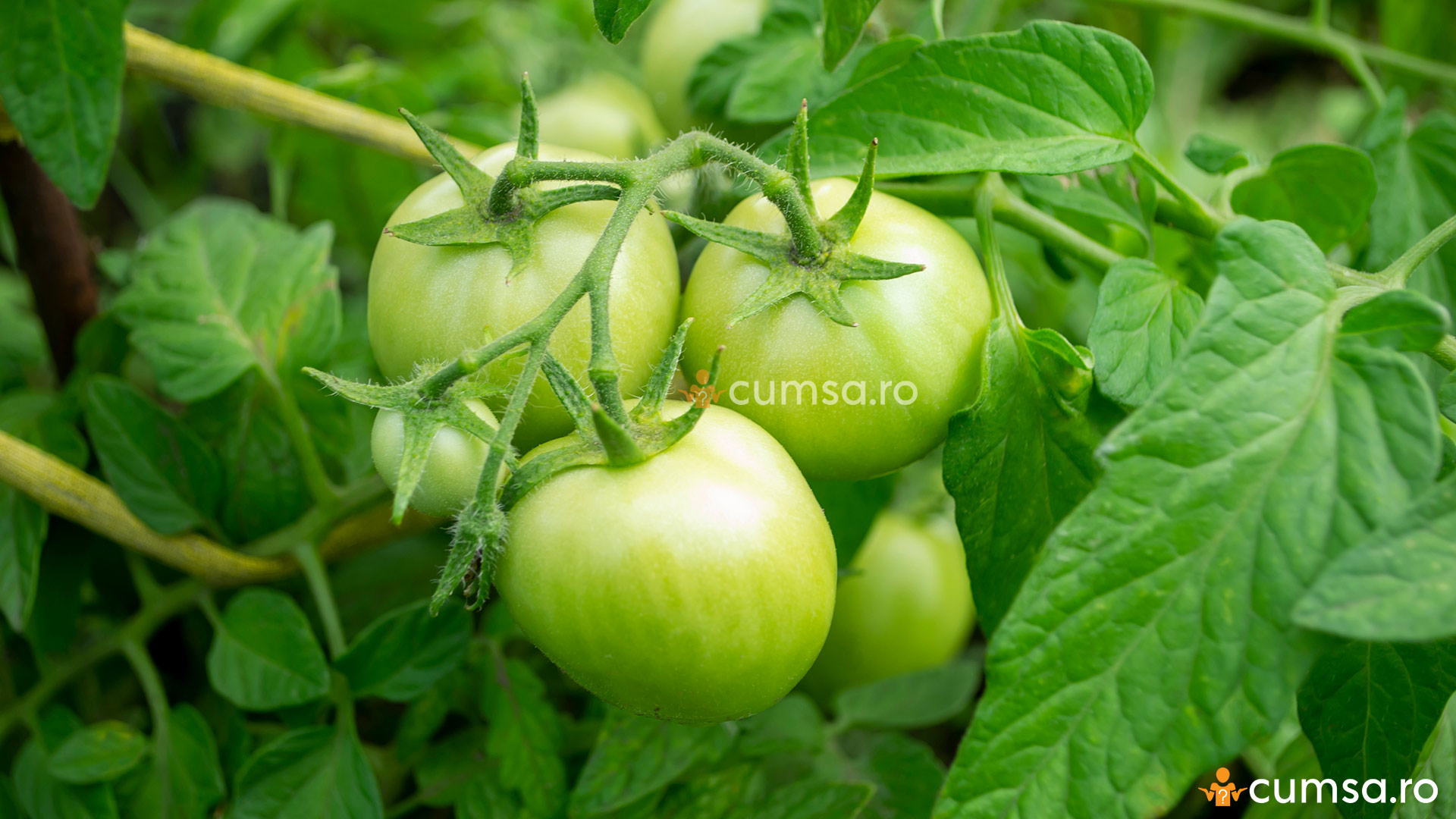 Cum sa grabesti coacerea rosiilor verzi. Sfaturi utile - cumsa.ro