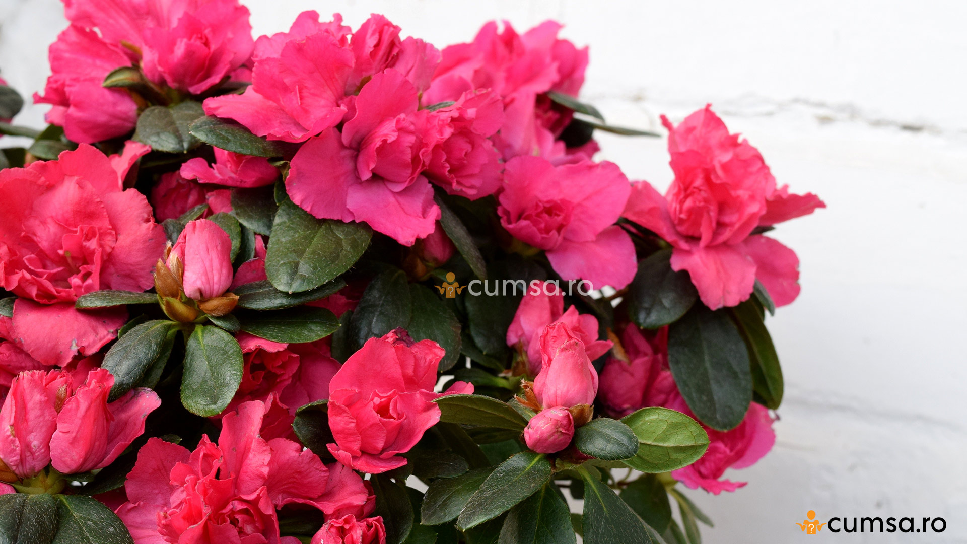 Cum sa elimini mirosul de tigara din casa cu ajutorul plantelor - cumsa.ro