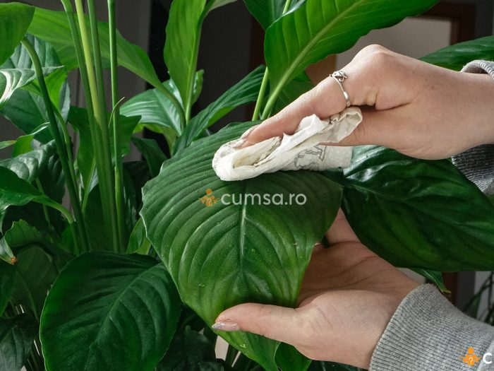 Cum sa stimulezi cresterea plantelor din casa ta. Retete de ingrasaminte - cumsa.ro