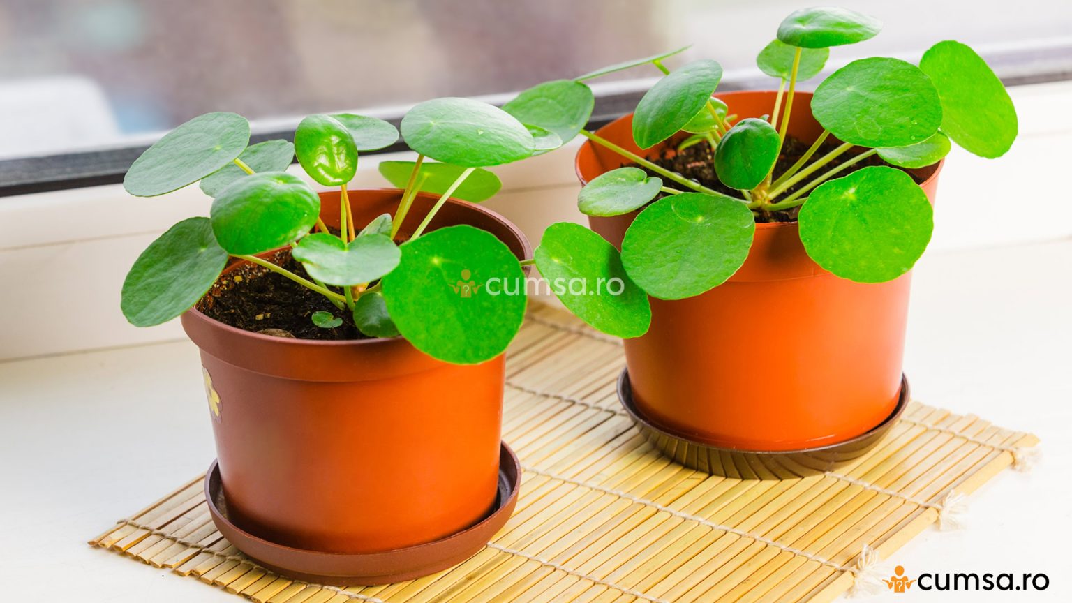 Cum sa inmultesti planta banilor si care sunt pasii - cumsa.ro